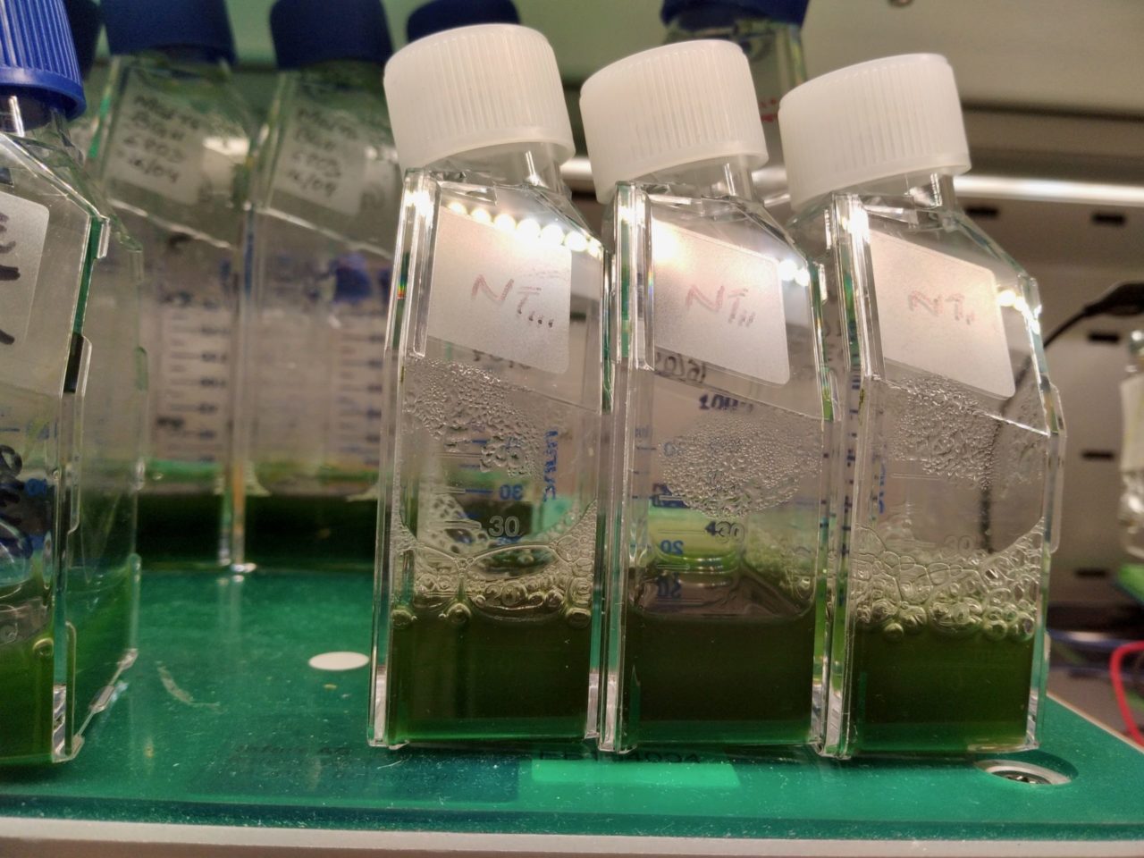 Biological Photovoltaics and Sustainability: Research in Focus - NBIC