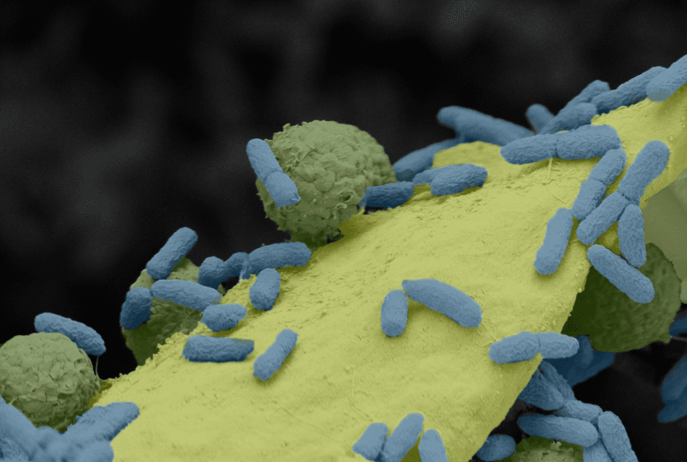 Biofilm Art: Merging Science and Creativity | NBIC