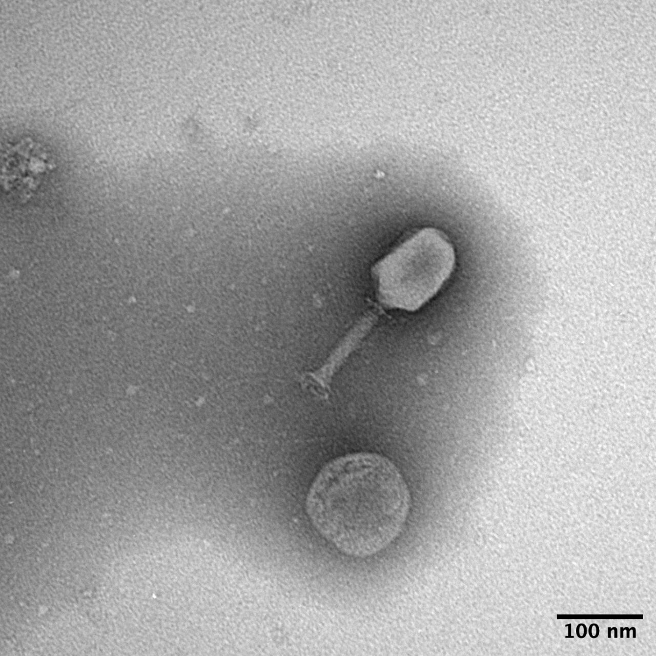 Advancing Phage Therapy - Beyond the Biofilm - NBIC