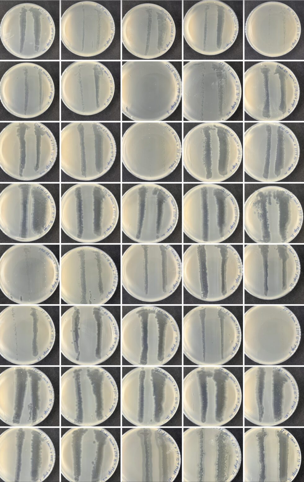 Advancing Phage Therapy - Research in Focus - NBIC