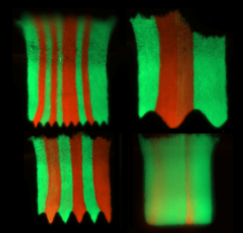 Biofilm Image Gallery: Explore Biofilm Visuals | NBIC