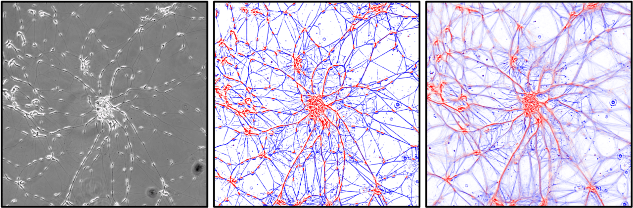 Biofilm Image Gallery: Explore Biofilm Visuals | NBIC